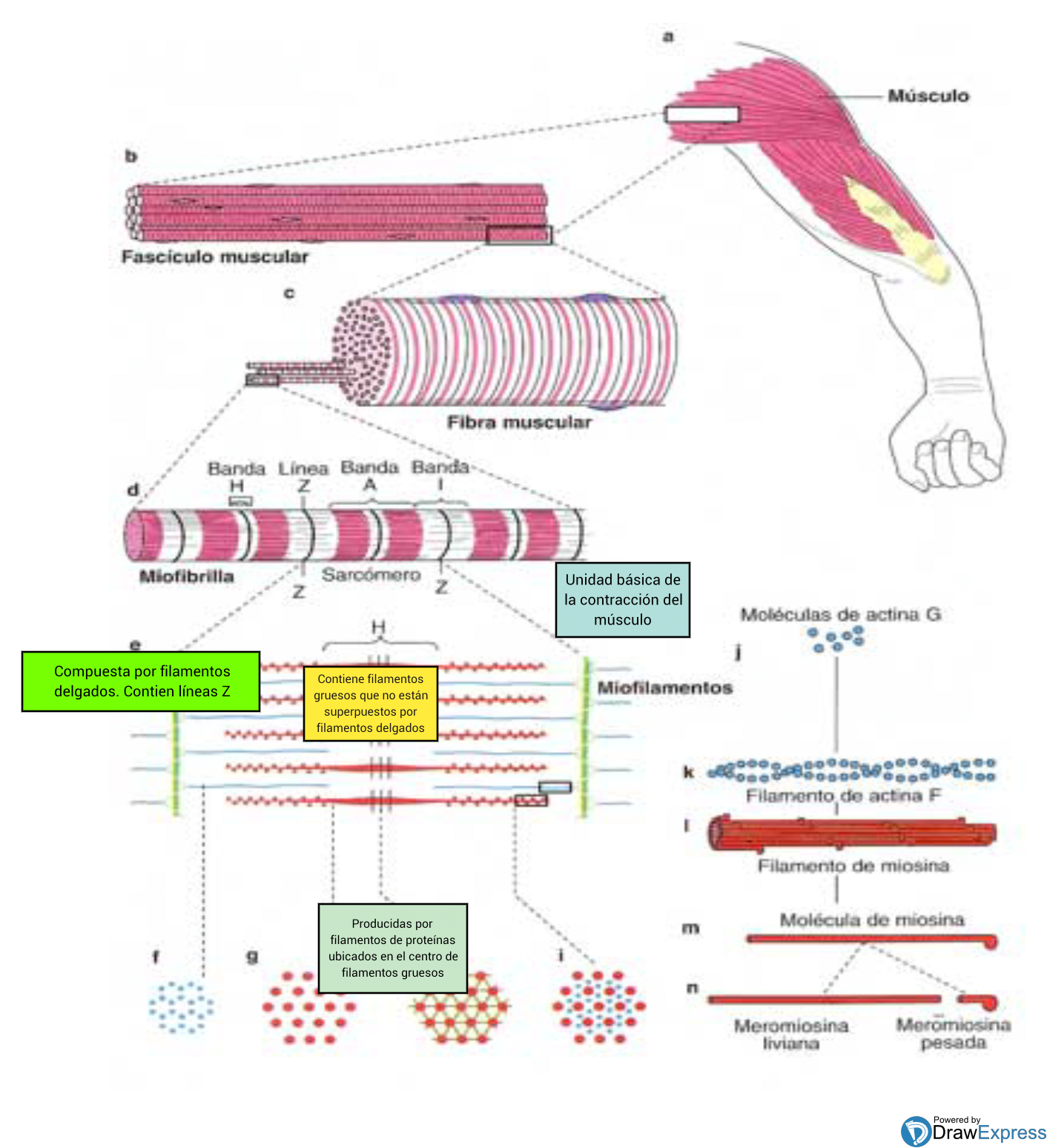 Blog de Fisiología de Echeagaray Silva Germán, alumno de la Facultad de ...