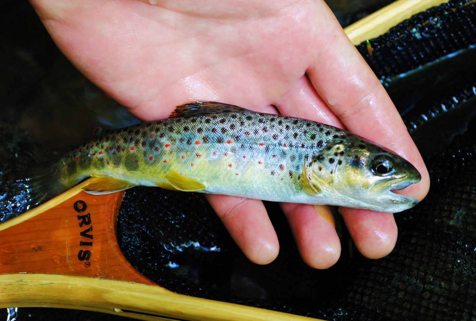 Steelhead Alley Outfitters- Lake Erie Fly Fishing Guide Service and ...