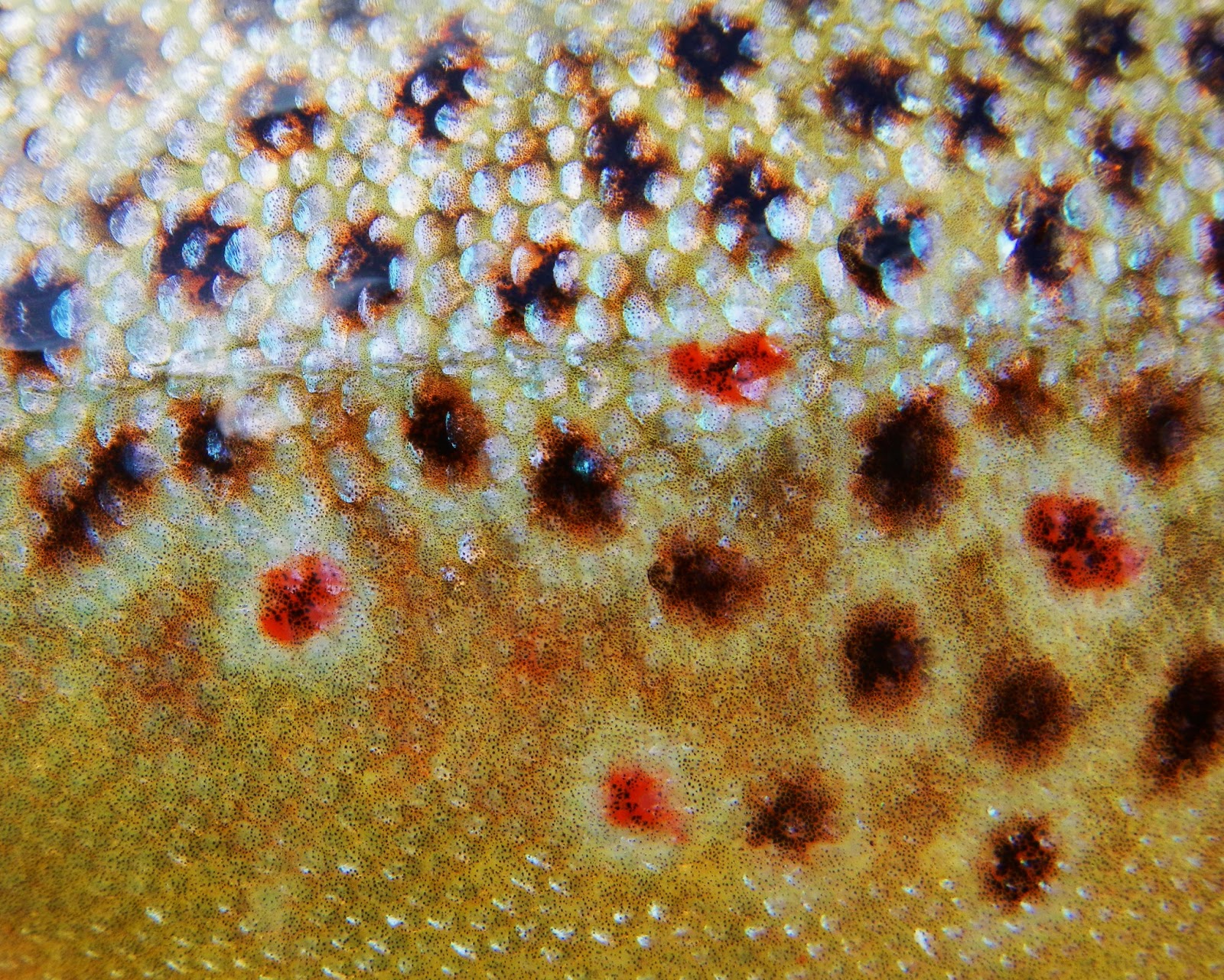 Bryanlikestofish: 2013 Field Season Part II - Three Rivers