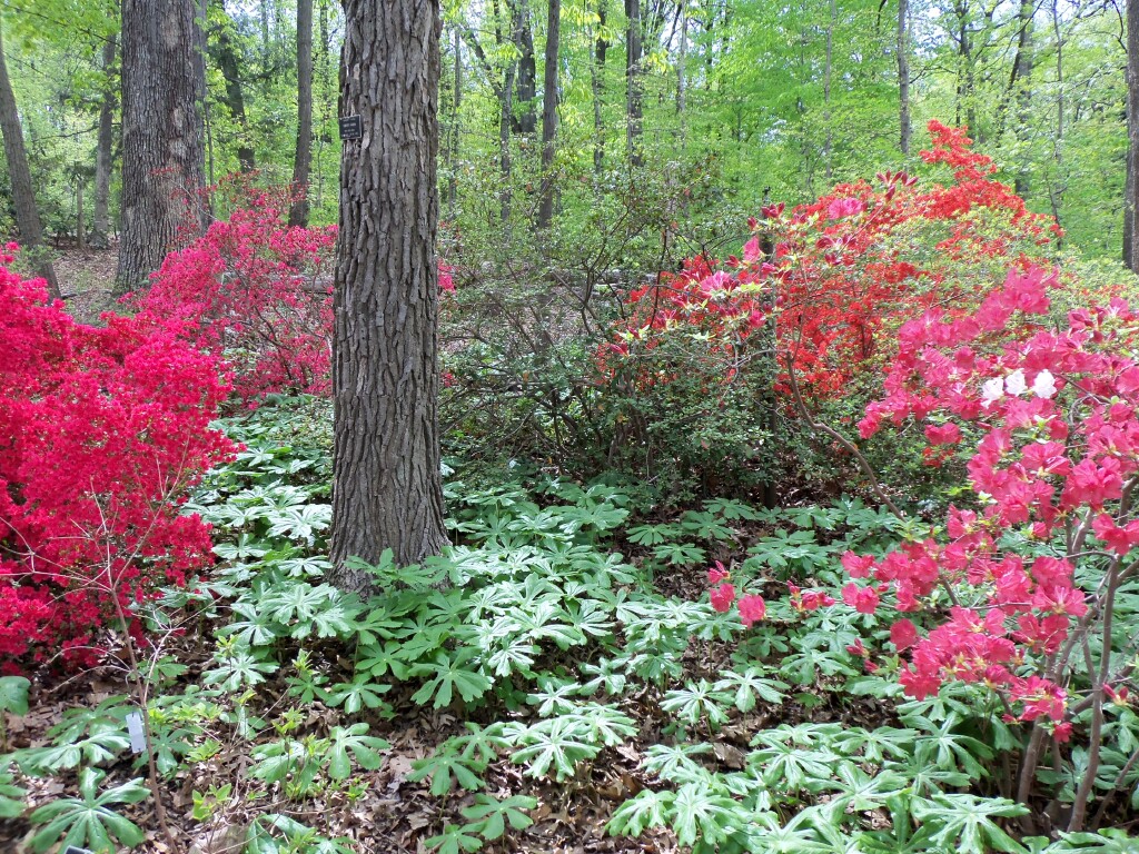 Orange explains it all: National Arboretum Azalea Collection