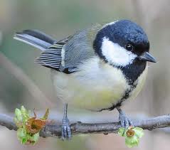 BURUNG GELATIK: BURUNG GELATIK BATU YANG GAMPANG DIPELIHARA