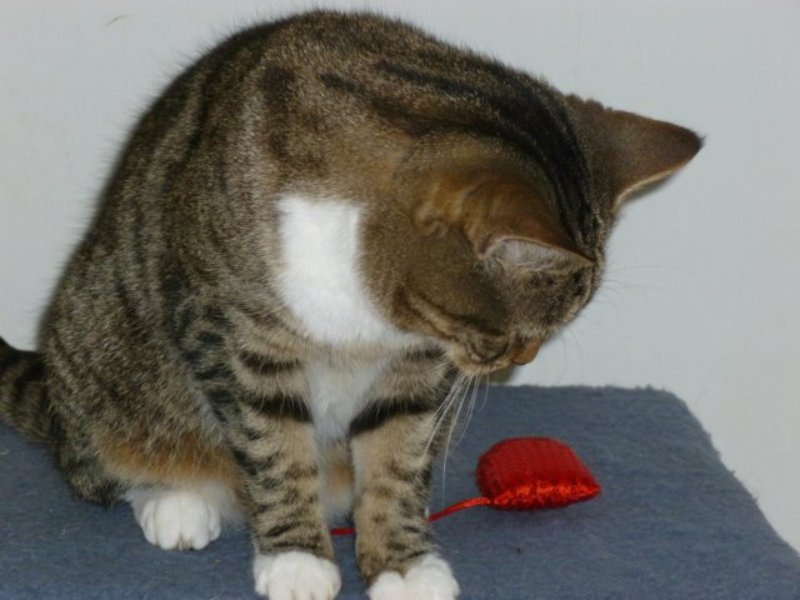 Hannah and Lucy: My Favourite Mousie