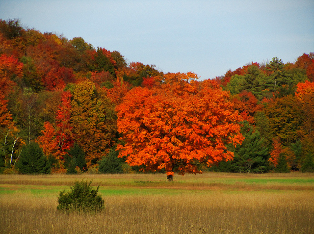 Imagini dragute de toamna.