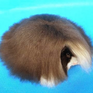 My Cavy Kingdom: Longhair