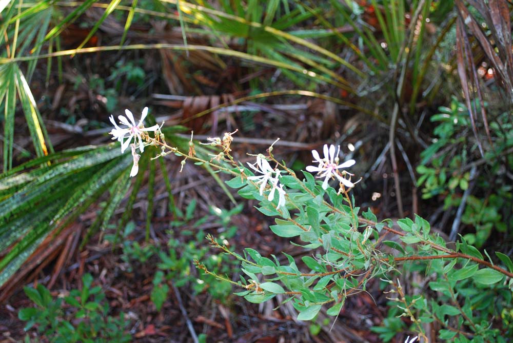 Space Coast Wildflowers: Lake Wales Ridge, June 12-13, 2011