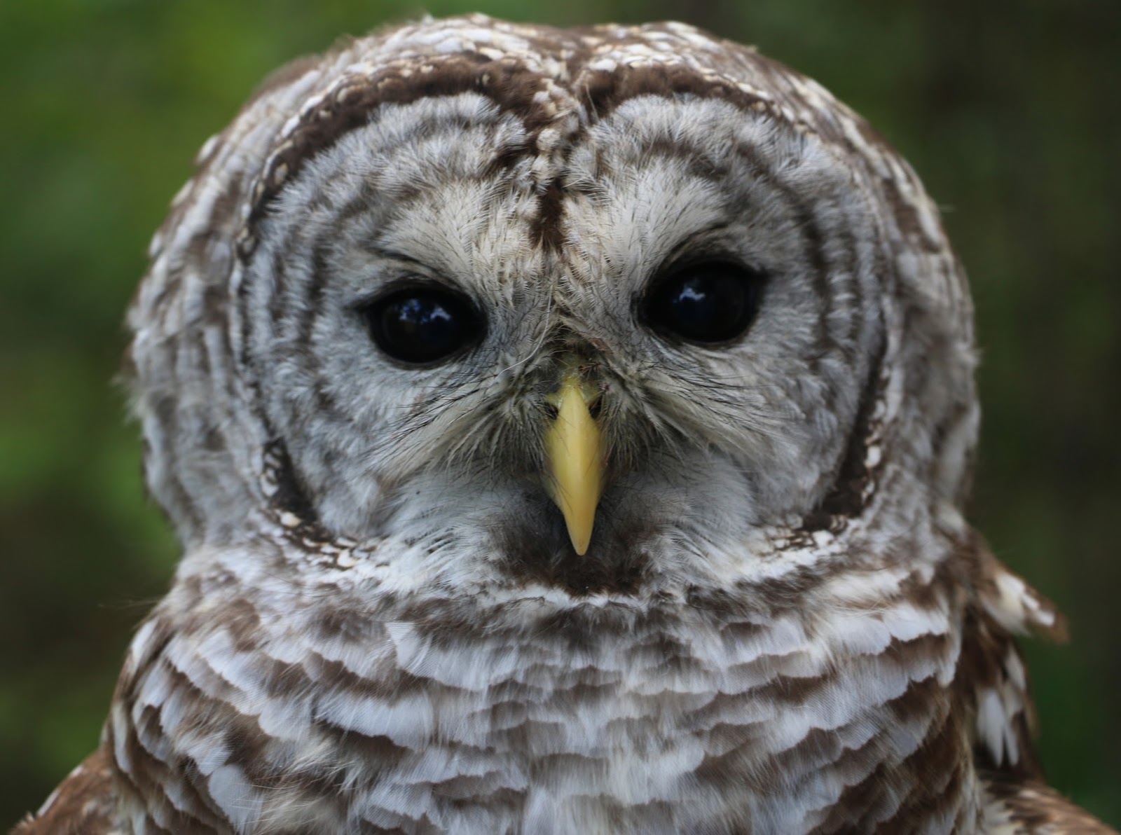 H'owls that! - Curlew Country