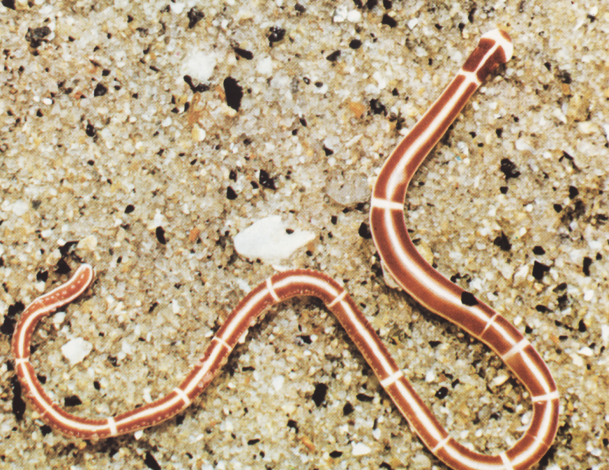 PrionicProtein: Nemertinos