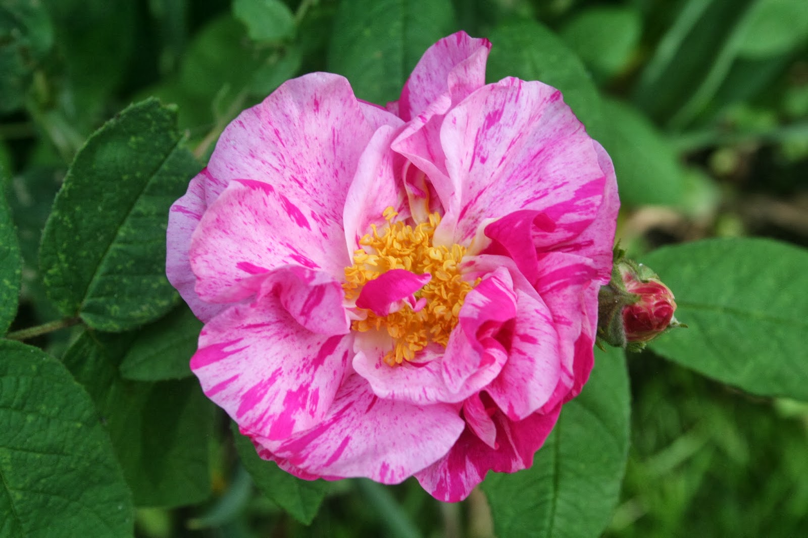 Gardens of Earthly Pleasures: Roses in My Garden, Part 2: Rosa Mundi