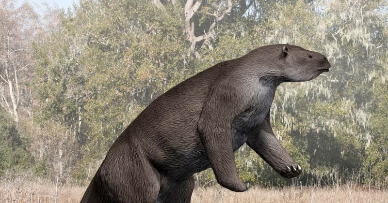 Spinops: Megatherium americanum