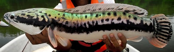 Gallery Reptile : :: GABUS TOMAN