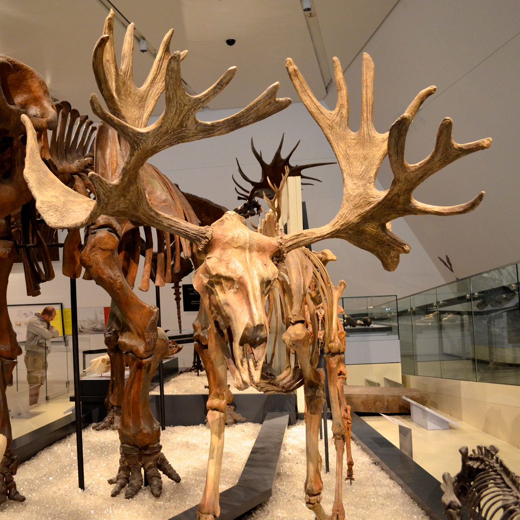 Ms. Aurelia - ACC Social Studies Grade 5: Resources for Stag Moose Group