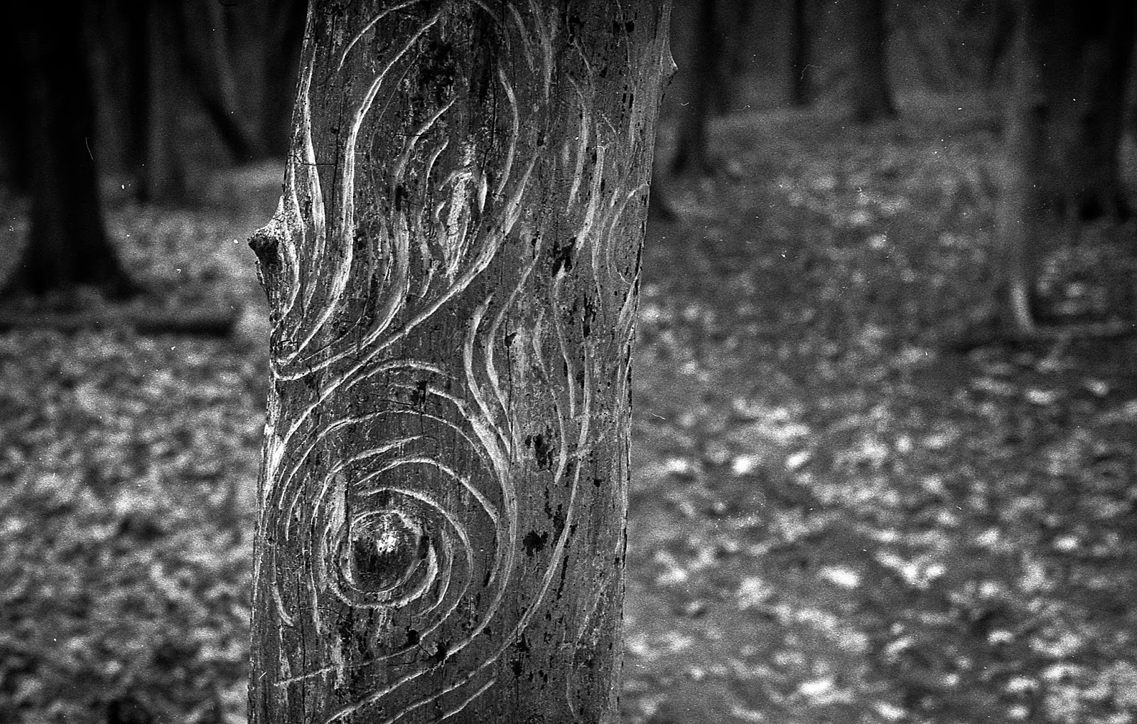 brennanprobst.com: Spotlight: Contax IIa