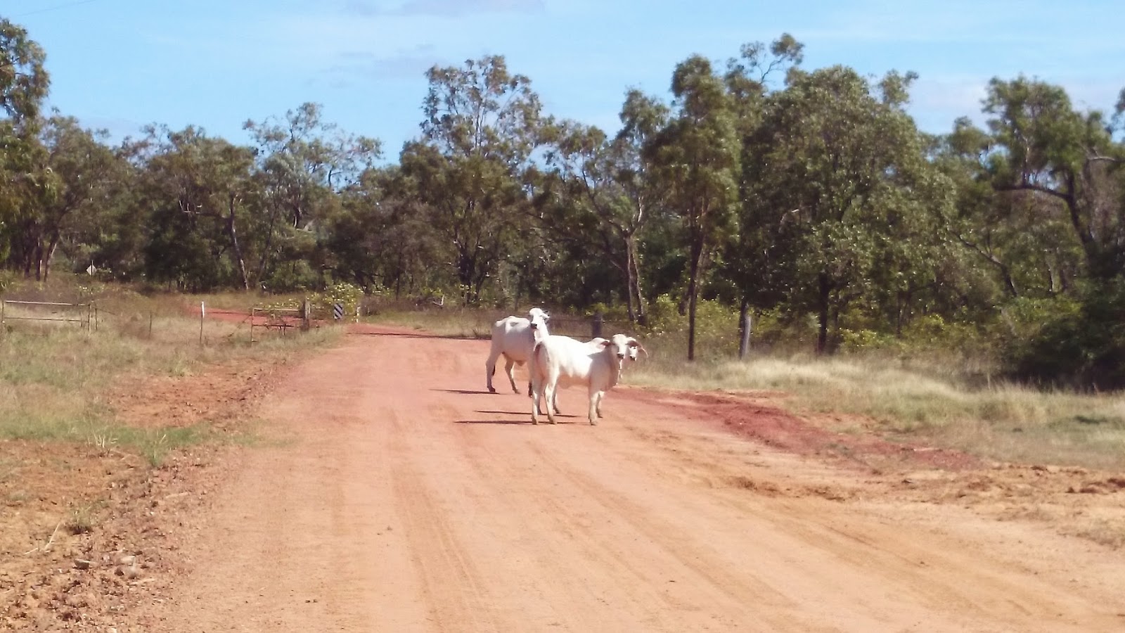 Cooper's Cape York Adventures 2014: Day 6 Cooktown to Kalpowar Crossing ...