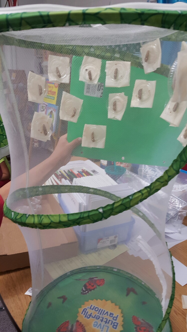 Mrs. Sobin's First Grade Class