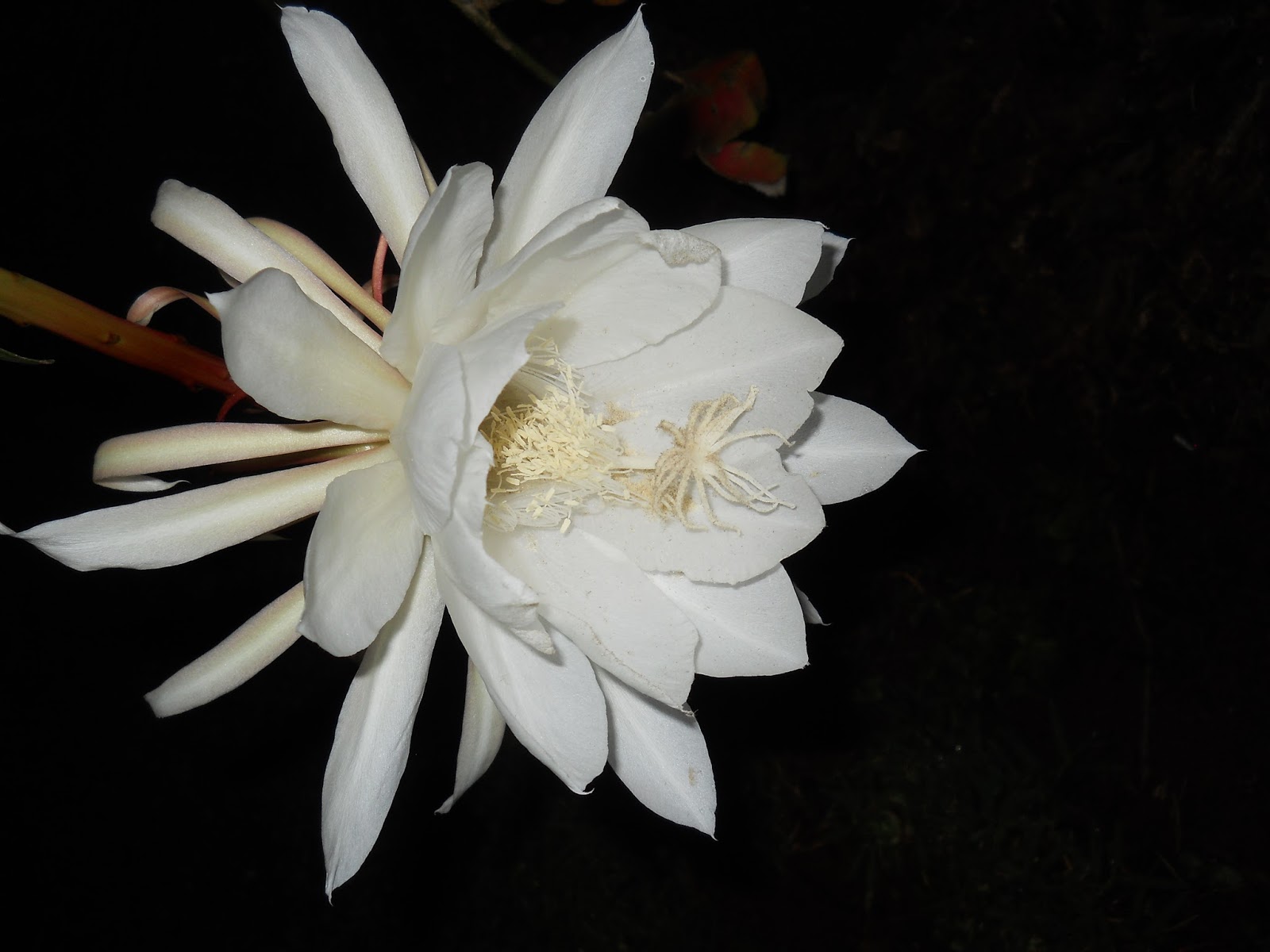 Gold Hill Plant Farm: Night Blooming Cereus
