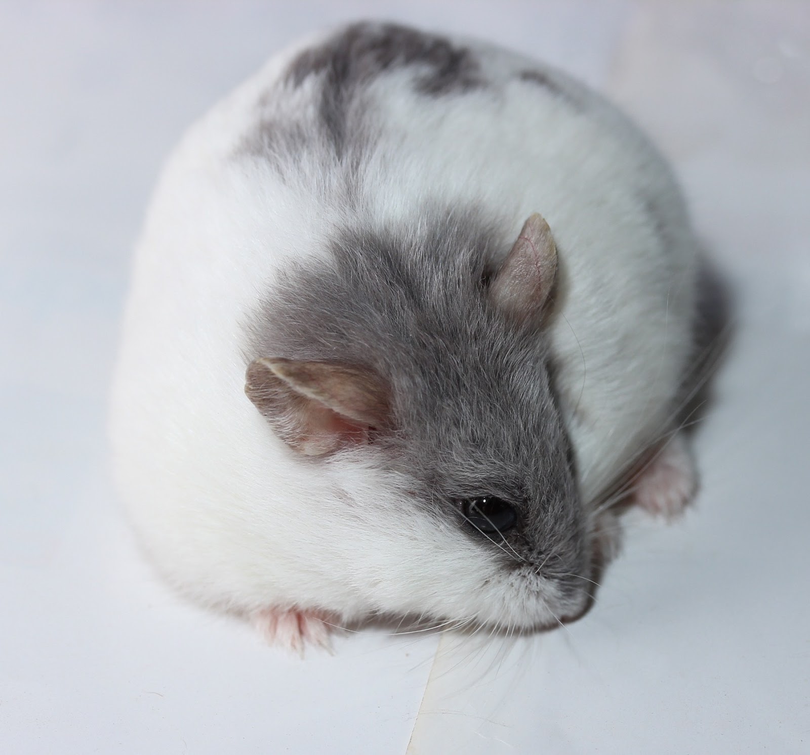 Gallery Hamster 8 ( Campbell Blue Mottled / Panda Blue ) ~ Tip dan Trik ...