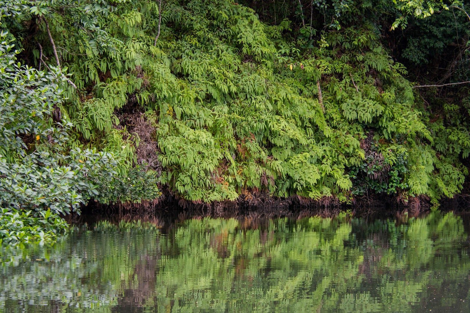 Notre aventure au Gabon: AKANDA PARC suite: photos d'un pro