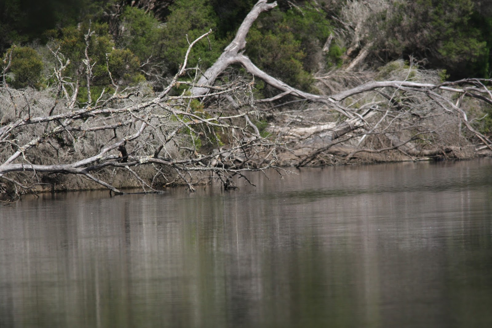 East-Gippsland Birds: Birding around Burnt Bridge, Cherry Tree