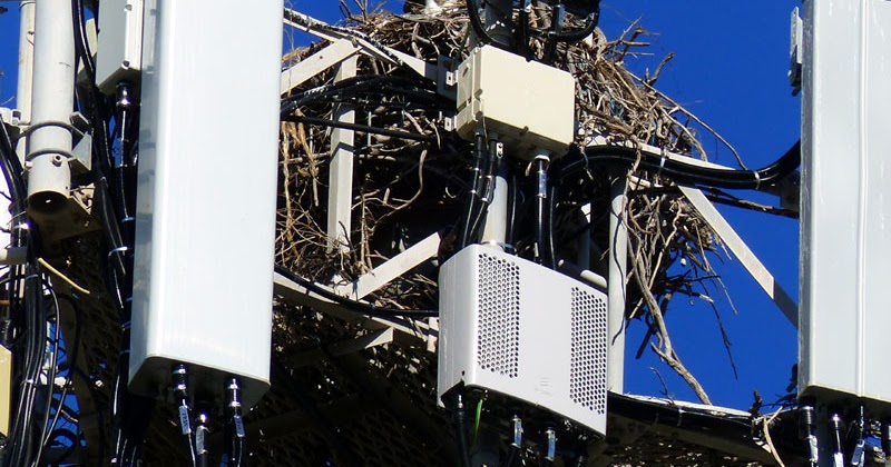 A Perth Bird Diary: Osprey nests around Perth and the Swan River