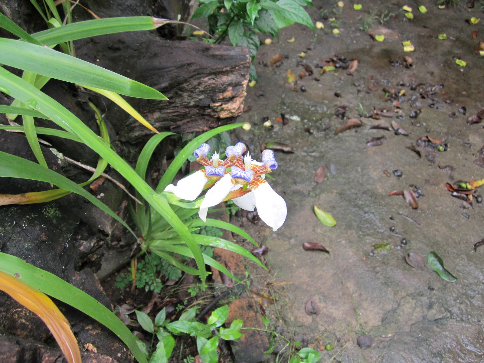 EL MUNDO DE LA FLORA: 2012