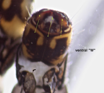 Aquatic Insects of Central Virginia: But That Doesn't Occur in Our Part ...