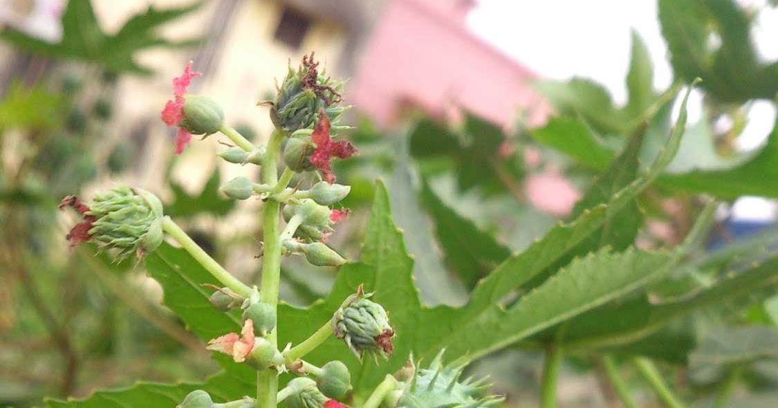 Medicinal Plants: Ricinus communis, Eranda, Amudam, Aamanakku Part-1