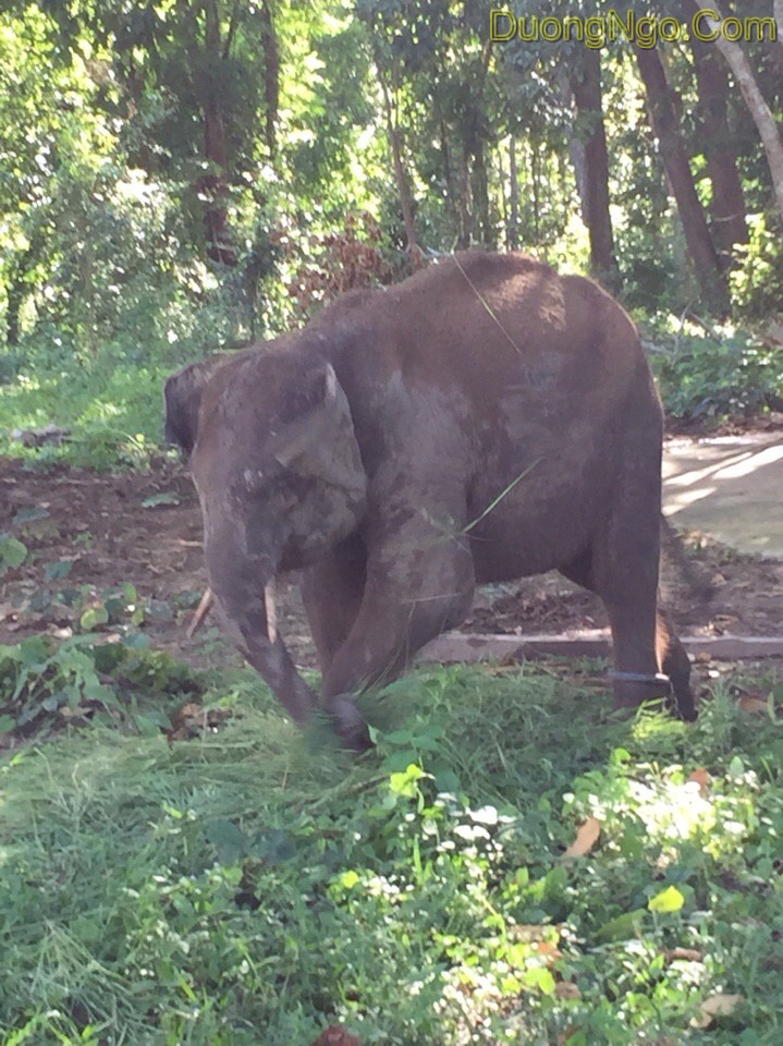 Chú voi con ở Bản Đôn