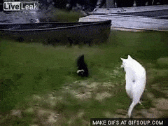 Skunk Spraying Gif