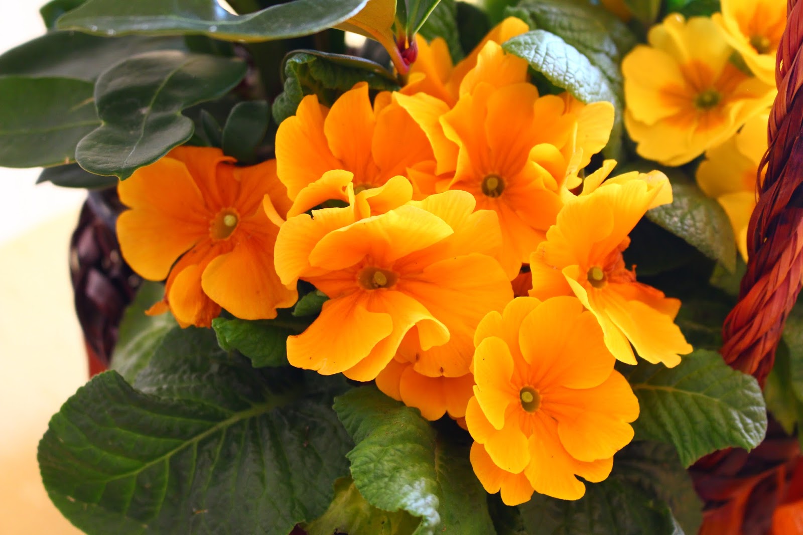 Roses du jardin Chêneland: Un panier fleuri...