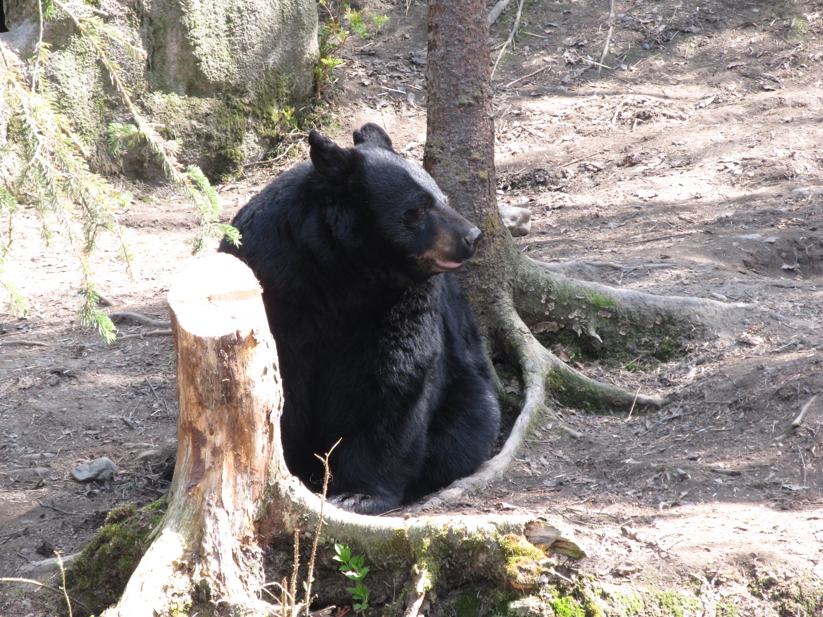 Watts up in the Tundra?!?: Alaska zoo