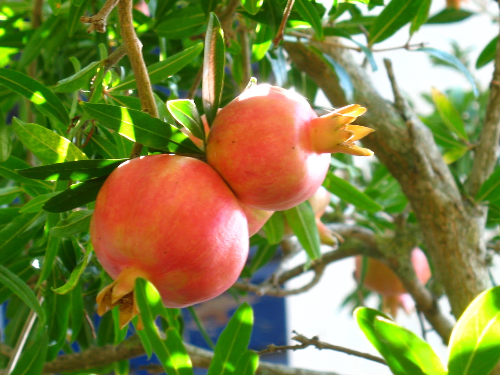 Jurnal de gradina: Rodii