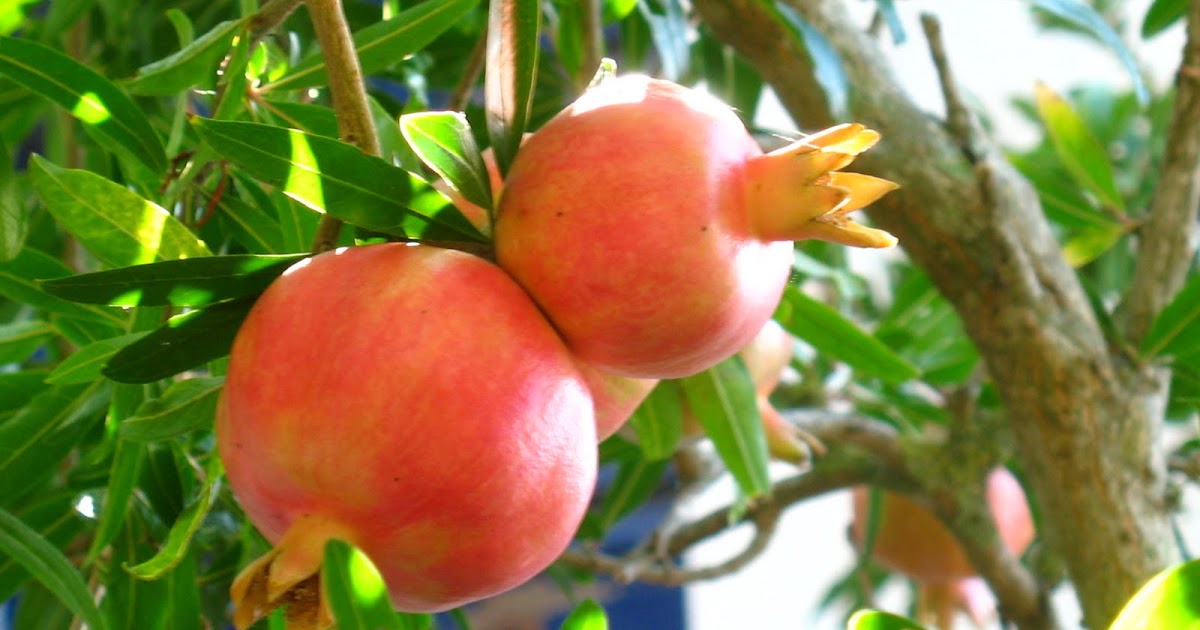 Jurnal de gradina: Rodii