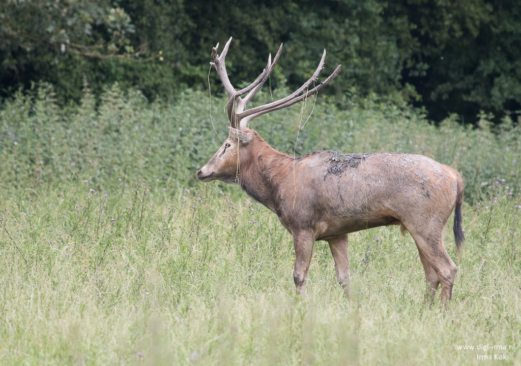 Irma's Natuurbeleving : Koeien, Herten en Paarden