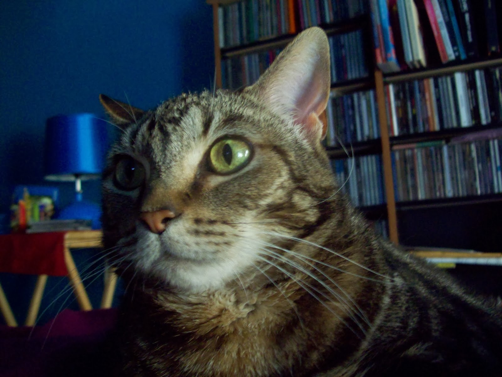 Hysterically Assertive.: SWEET BROWN FEATURING FATSO, THE KEYBOARD CAT!