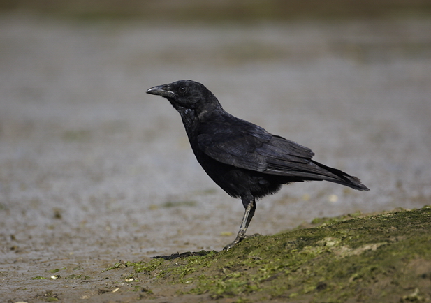 El Cajón del Maestro: Corneja común.