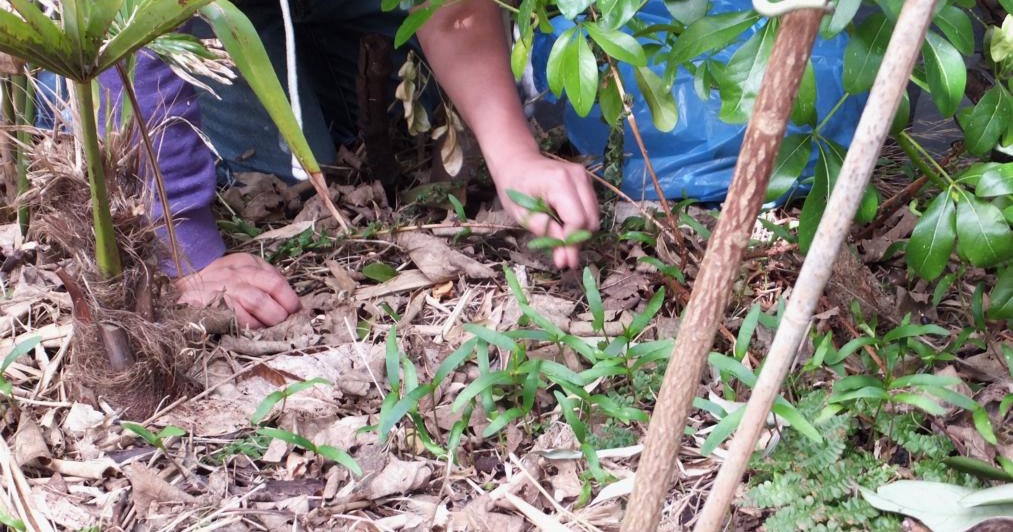 Alternative Eden: Bountiful Harvest...