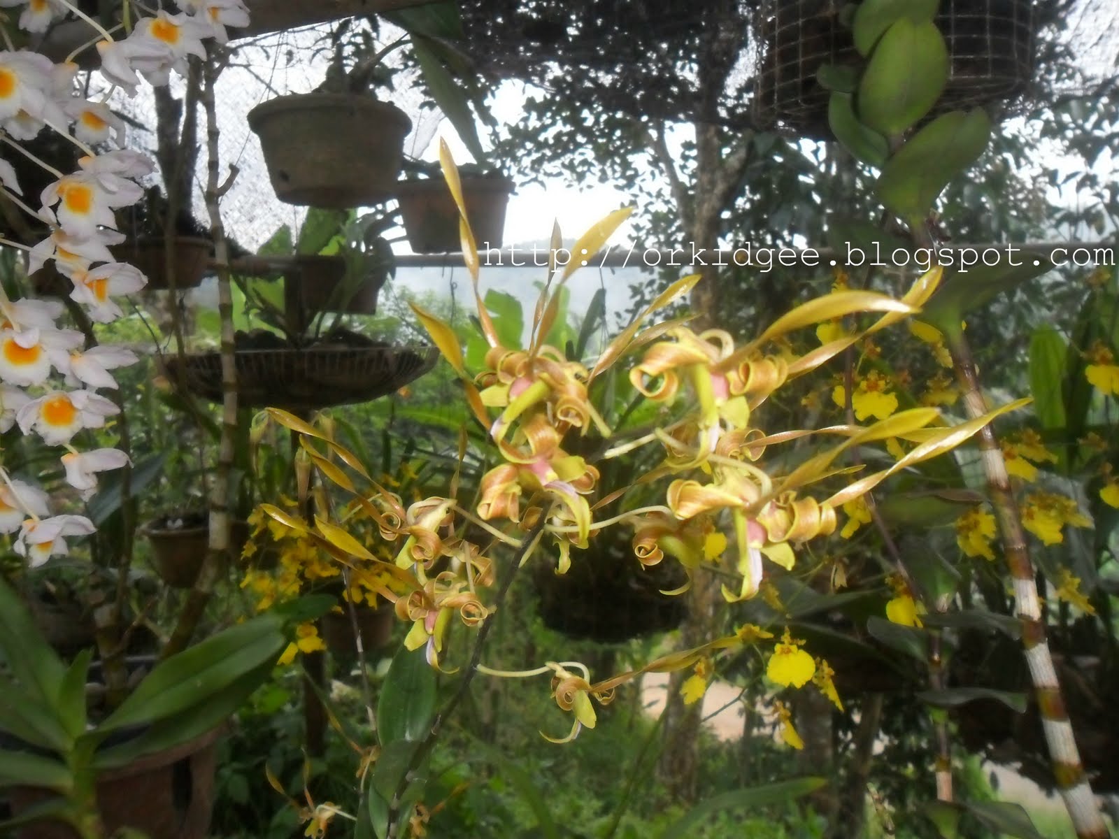 RIMBUNAN ORKID: orkid lagi.