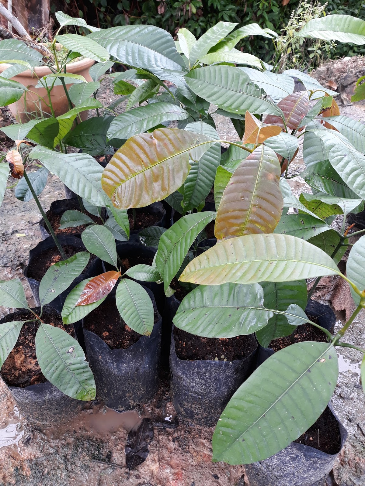 Cita Tani Nursery (NS015495-D): Benih Bacang