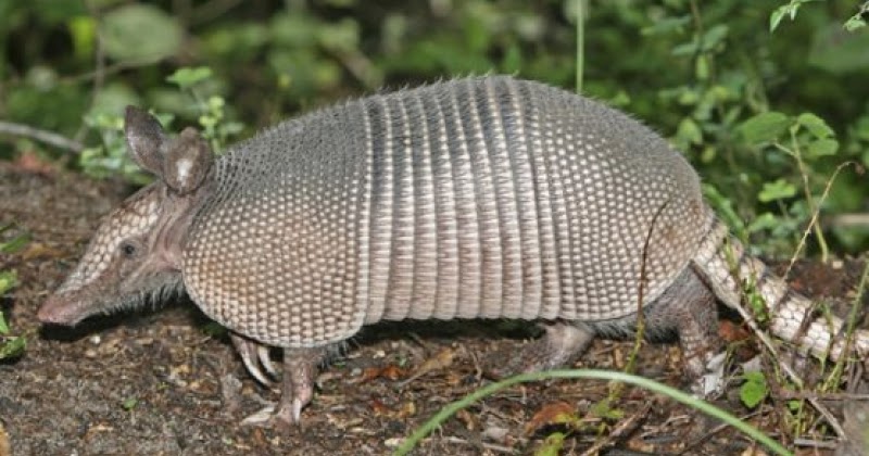 Diversidad En Casanare: FAUNA Y FLORA