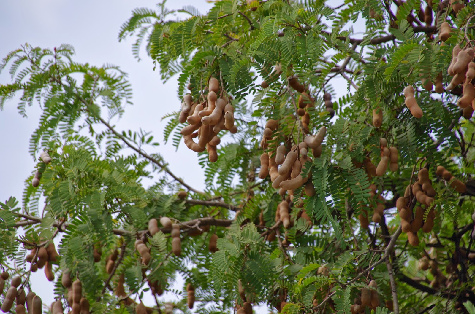 Trees and Plants: Tamarind Tree