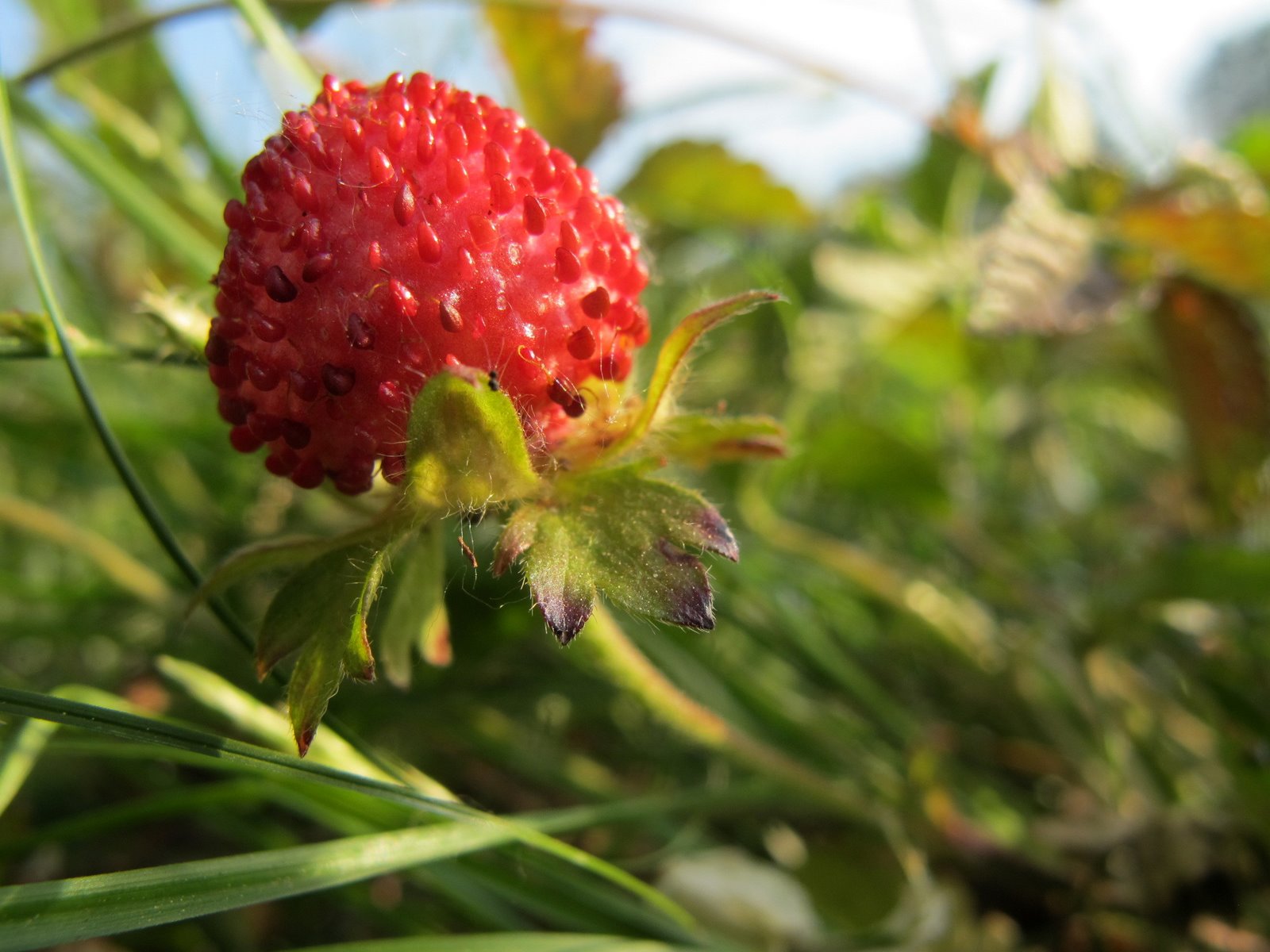 FLORA NEL SALENTO e.. anche altrove: Potentilla indica (Andrews) Th ...
