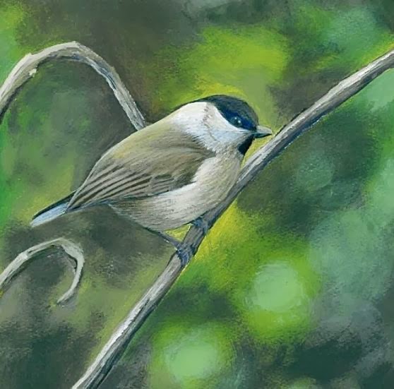 BIRDS PAINTINGS by MICHAŁ MOLICKI: ROZPOZNAWANIE PTAKÓW W TERENIE ...
