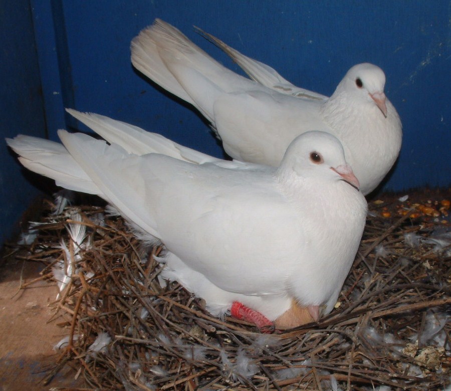 My Doves: Hatching.... and hatching!