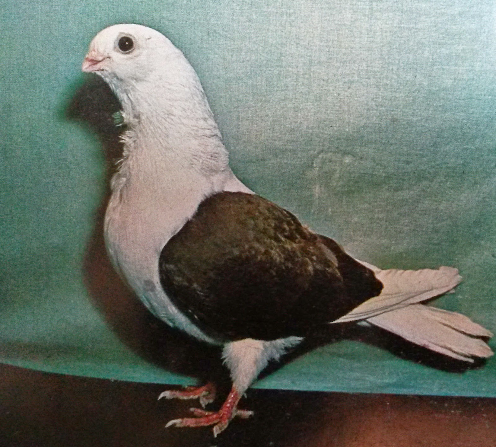 AACHEN LACQUER-SHIELD OWL Pigeon with Origin Description Size Ornaments ...