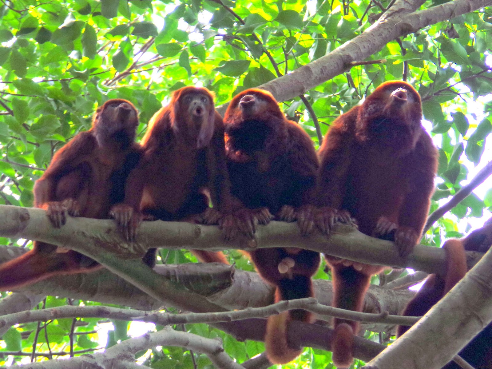 Howler Monkey Rescue. Forget-me-not.: Araguato are in great thunderous ...