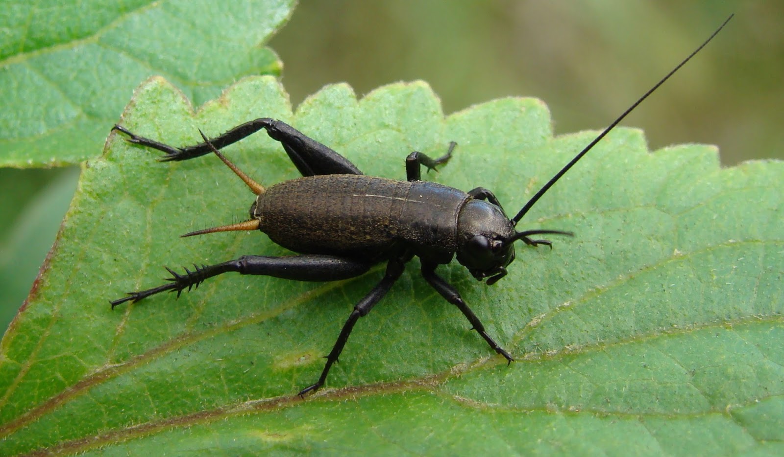 Natureza-em-movimento: Grilo preto