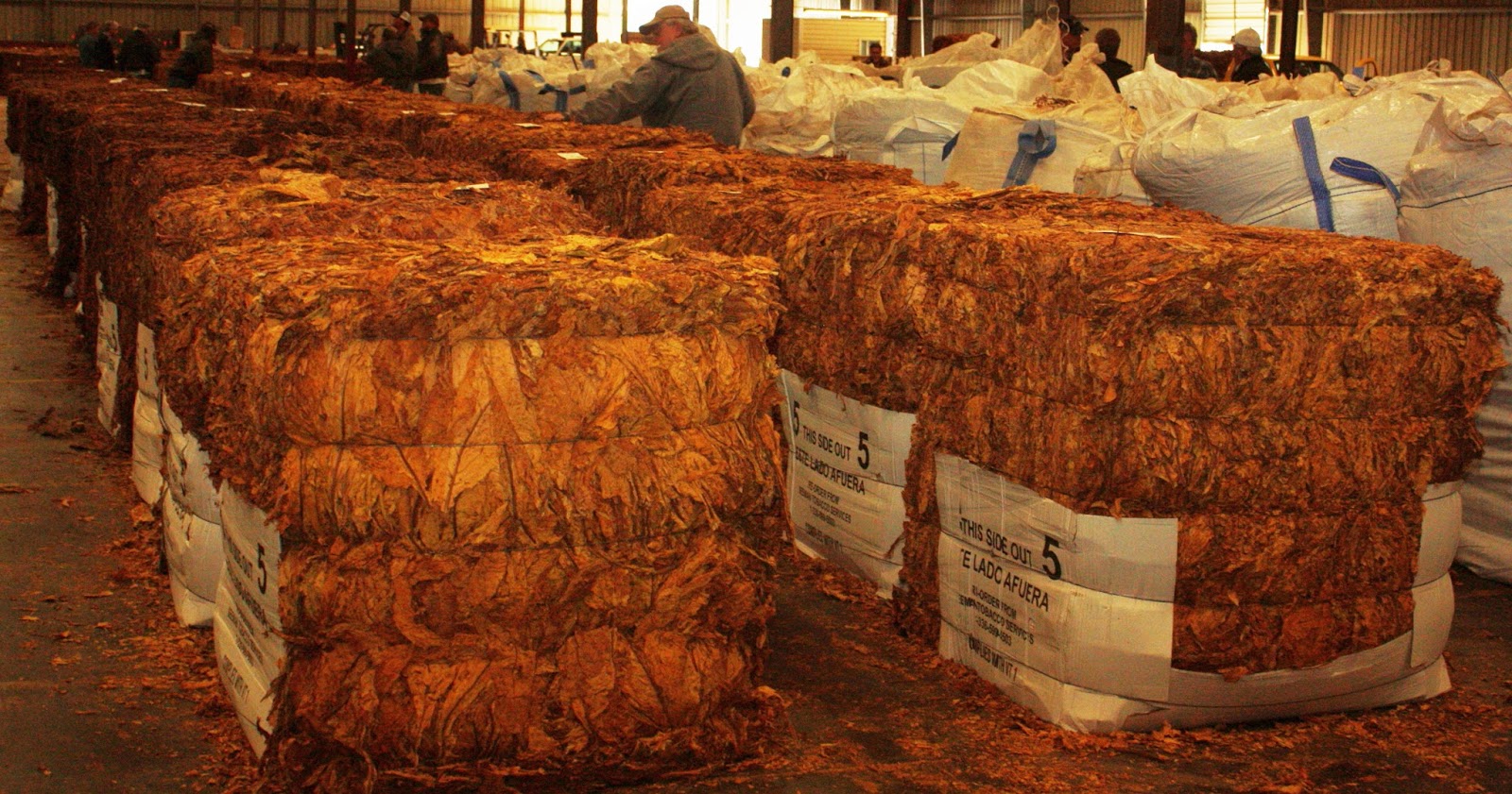 Tobacco Farmer Newsletter: FLUE-CURED MARKET LIMPS TO A CLOSE