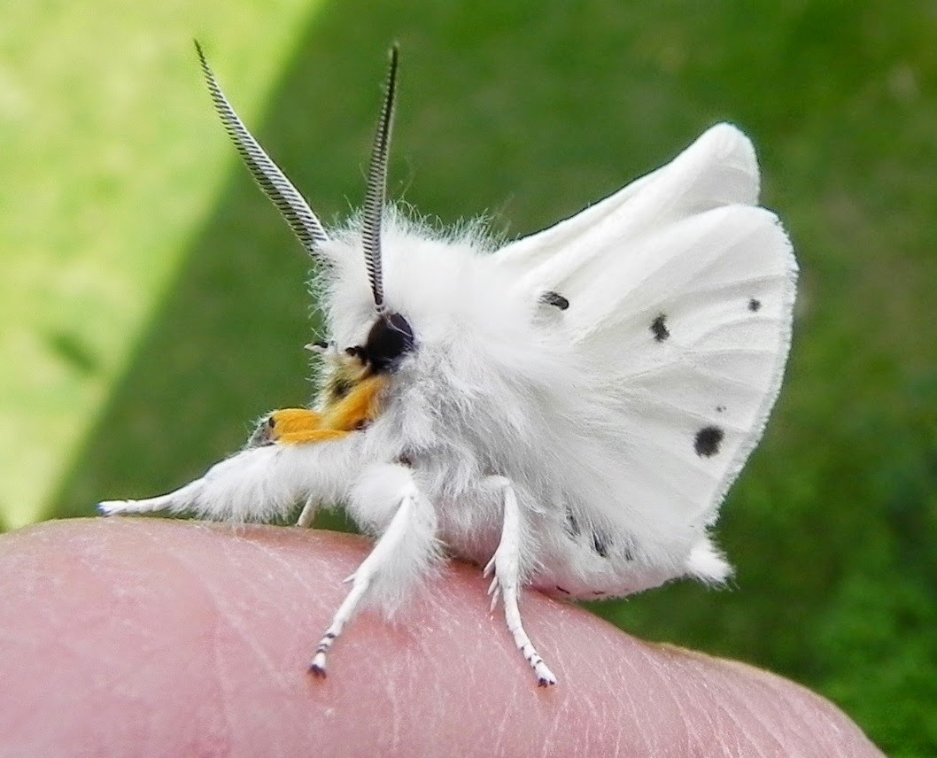 VENEZUELAN POODLE MOTH photos - wallpapers | the fun bank