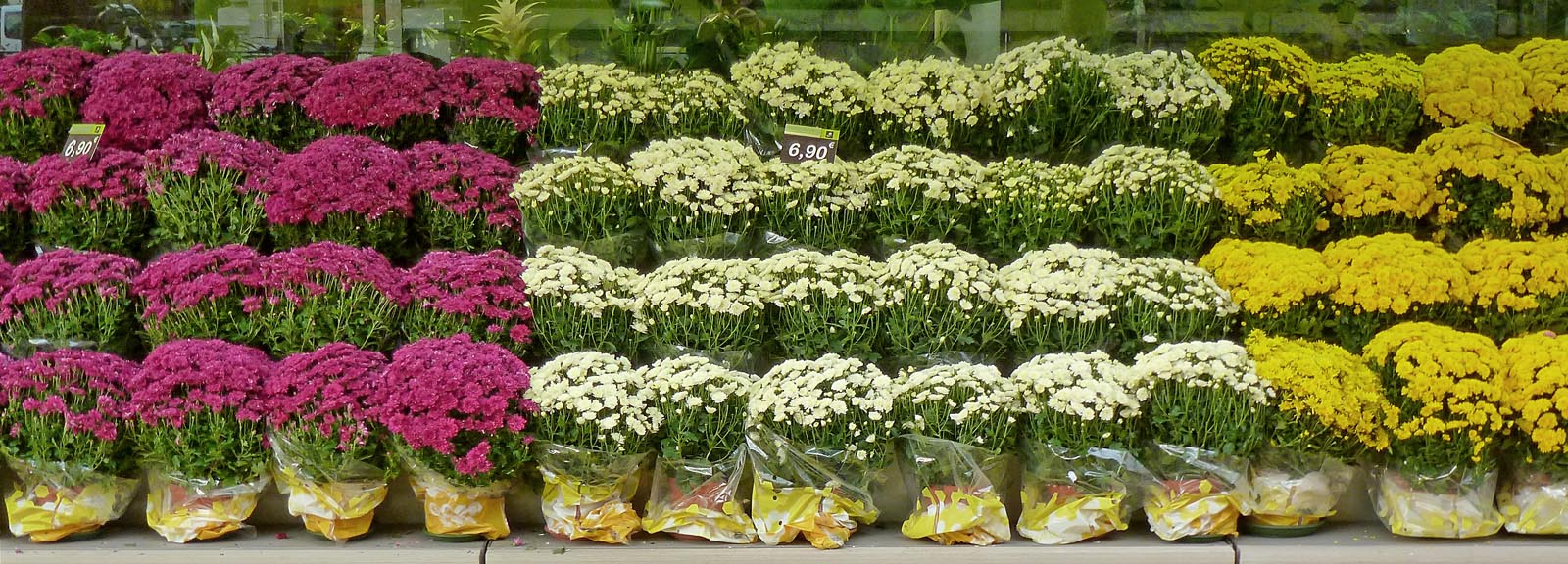 Living the life in Saint-Aignan: Chez le fleuriste