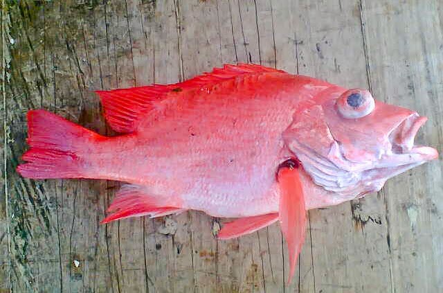 Entree Kibbles: Need Fresh Fish? - Interesting Business Proposition ...